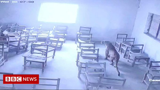 Leopard Inside the School: See how a leopard attacked a ten