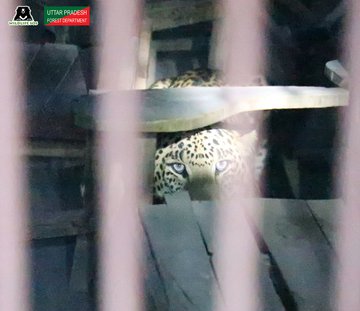 Leopard Inside the School: See how a leopard attacked a ten