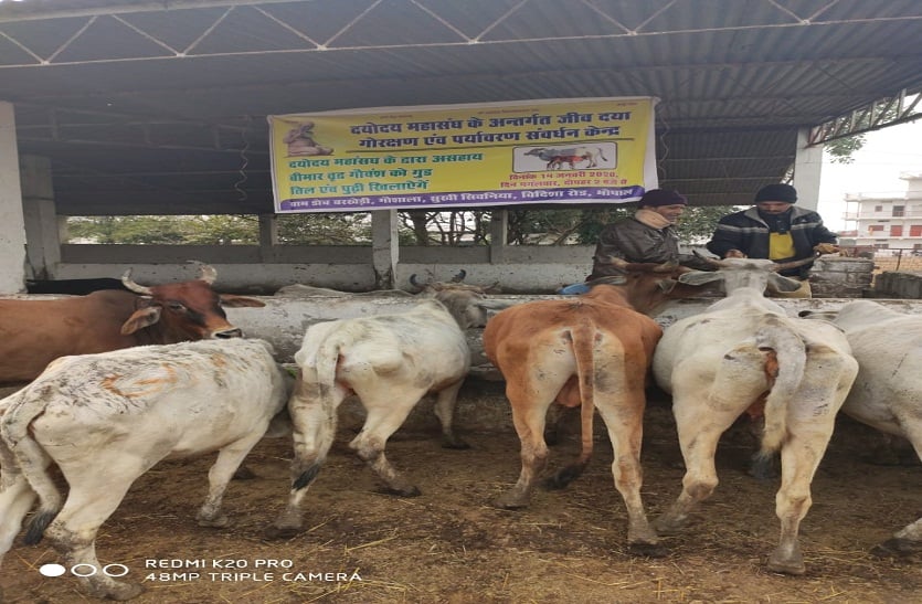 Fees:last rites on the death of cows