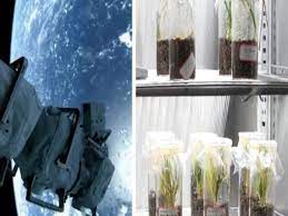 China grows rice and vegetables in space