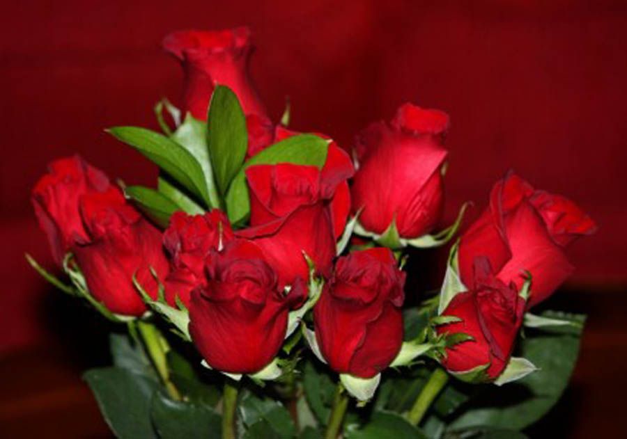 Love Red Rose Flower Pictures