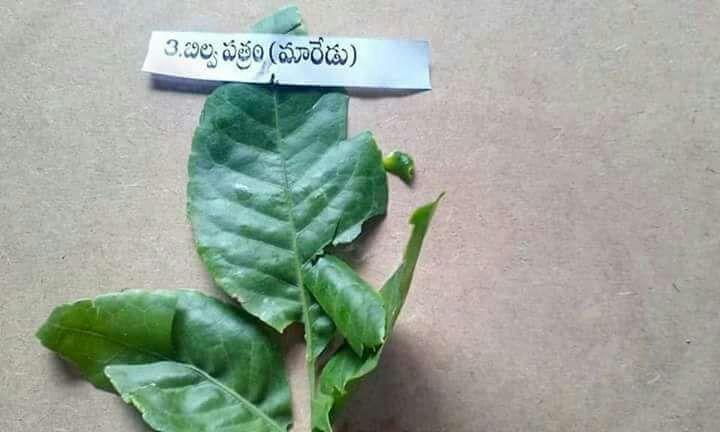 Types of Patri used in Ganesha Chaturthi