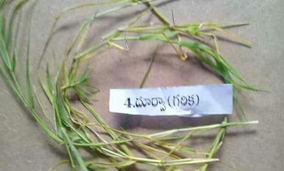 Types of Patri used in Ganesha Chaturthi