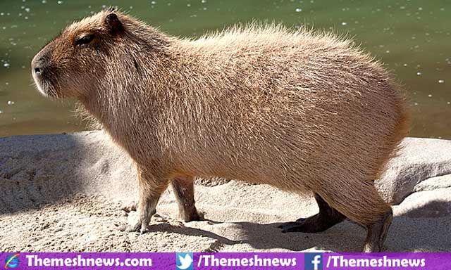 World Biggest Animals Rare Collection