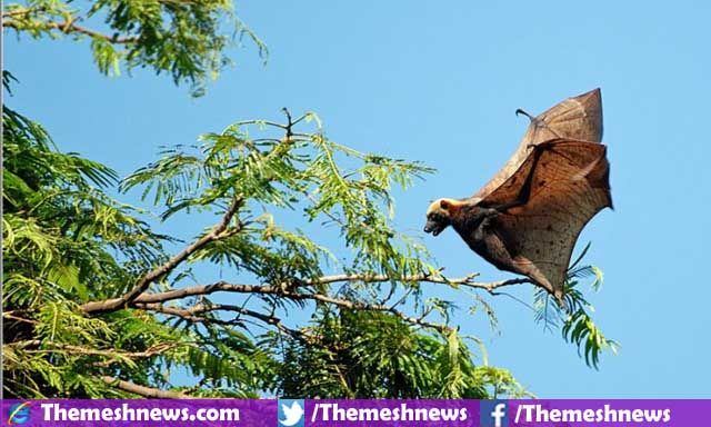 World Biggest Animals Rare Collection