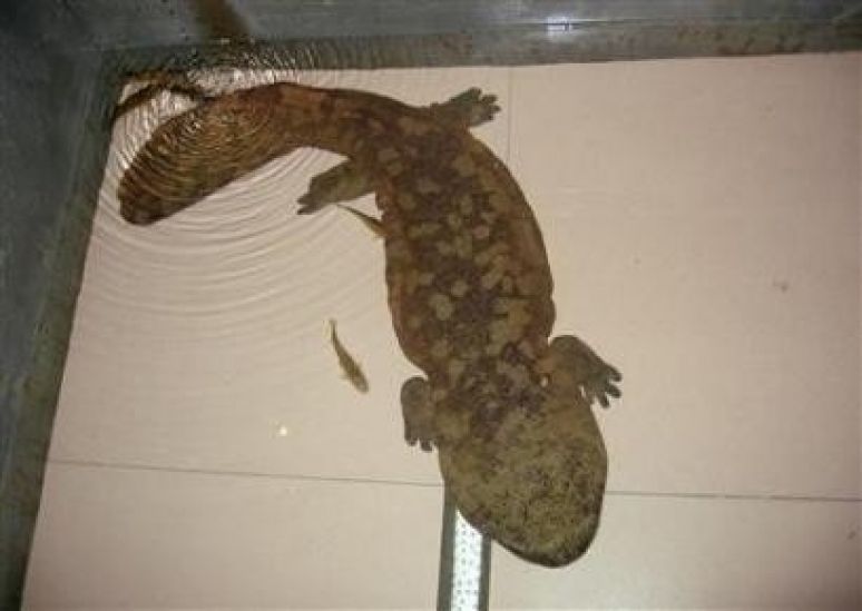 World Biggest Animals Rare Collection