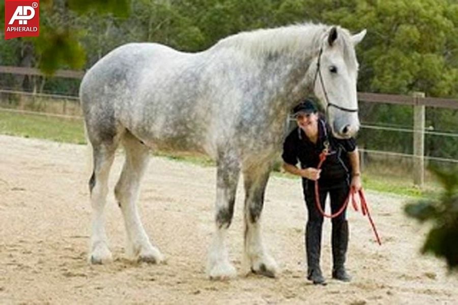 World Largest Animals Unseen Collection