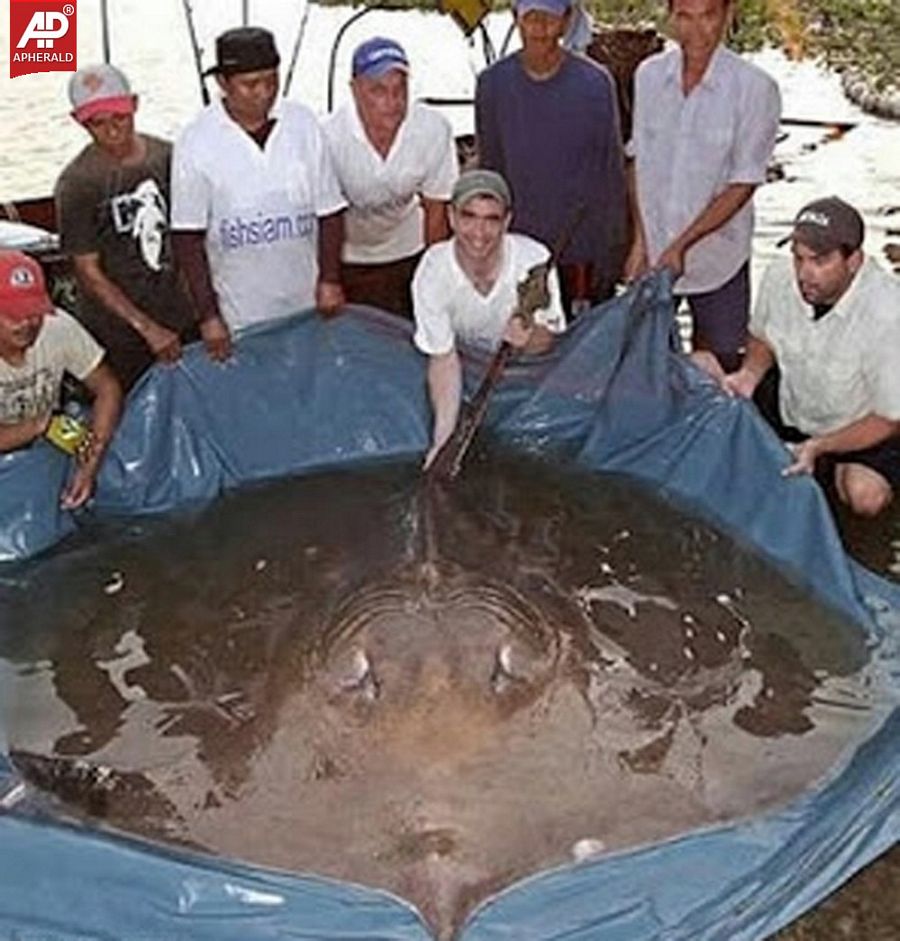 World Largest Animals Unseen Collection