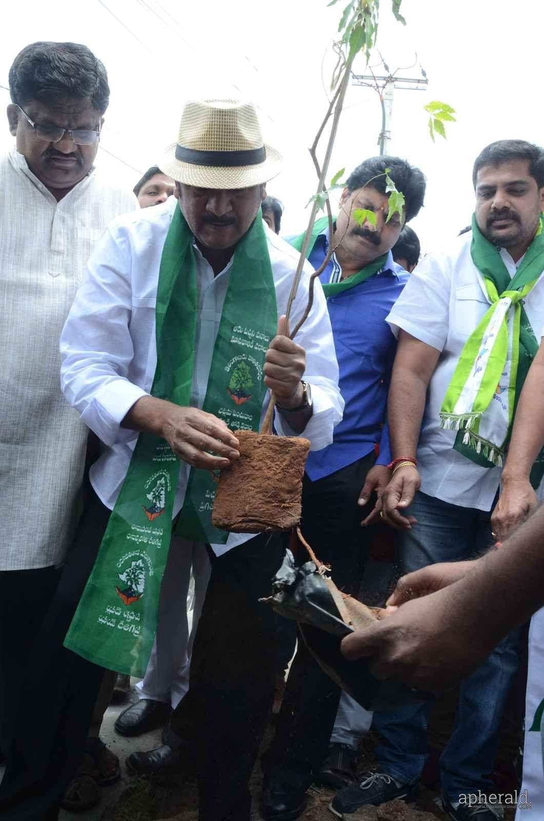 Adopt a Tree Challenge Program