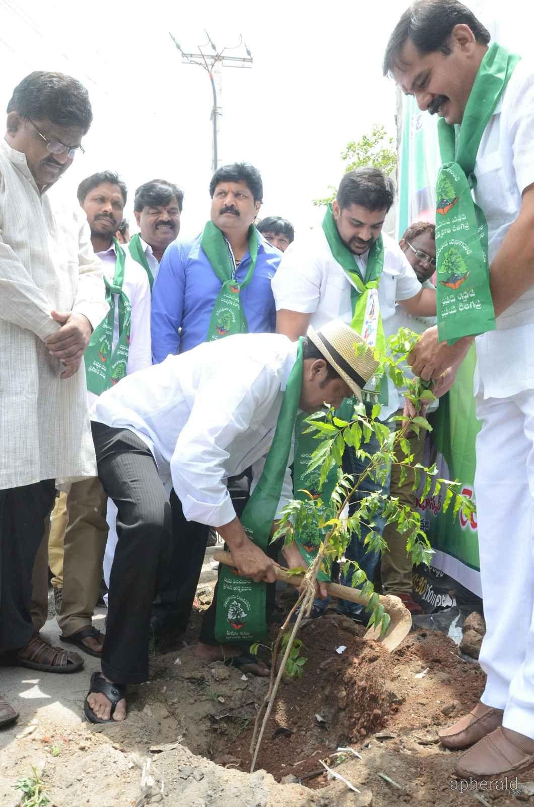 Adopt a Tree Challenge Program