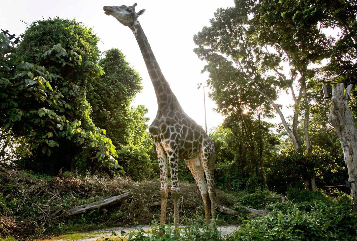 amazing animal wallpapers