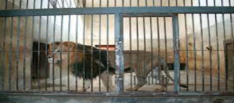 Fatal Risk: Lion Encounter Horror.