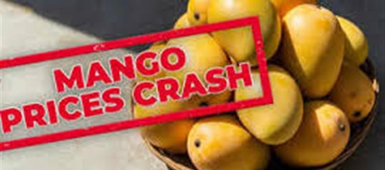 Mango prices crash across India..