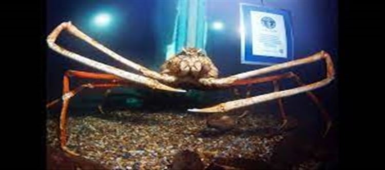 Guinness Book: Scary images of record-breaking crab...