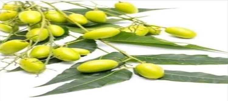 Not only Neem leaves but also Nimboli are very beneficial