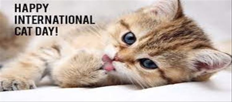 History of International Cat Day-Things to Know...