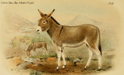 The Wild Ass And The Donkey
