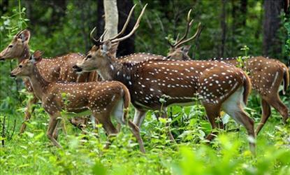 Why you should visit Peechi –Vazhani Wildlife Sanctuary at