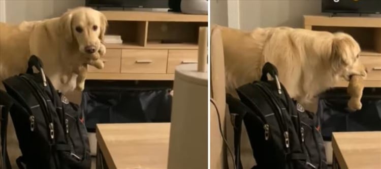 Adorable video of golden retriever packing suitcase