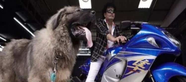 Bengaluru man buys rare breed dog for ₹ 20 crores