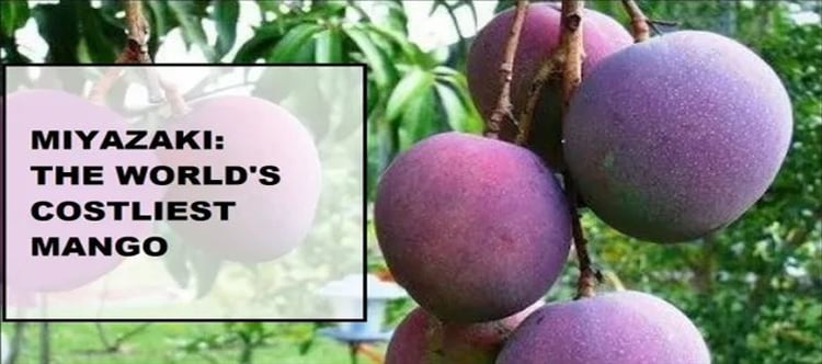 This Mango costs Rs 2.7 lakh per kg..? The most expensive M