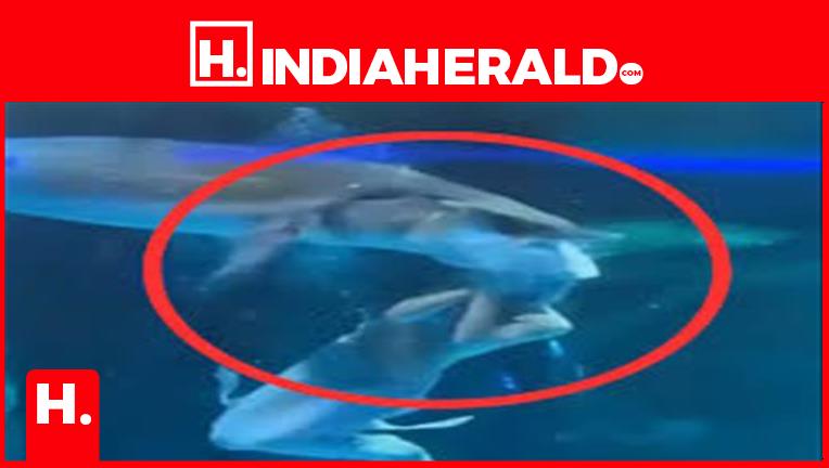 A huge fish attacks a mermaid... ? Video goes viral..
