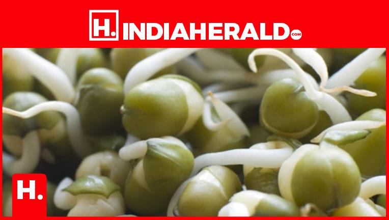 A Miracle Cure For Many Diseases - Eat This Sprouted Mung B