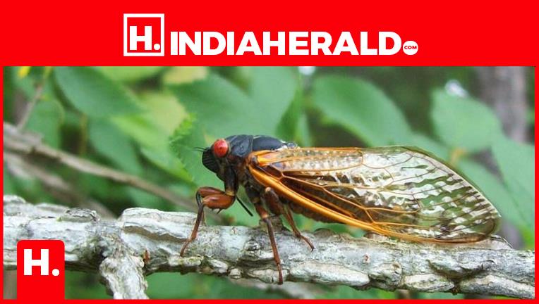 Cicada Invasion Puts U.S. Agriculture at Risk.