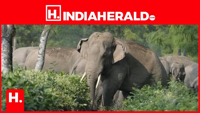 Family who survived Wayanad Landslides Caught by Elephants