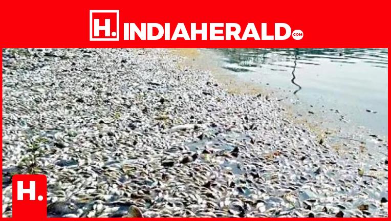 Fish Found Dead in Lake in Telangana