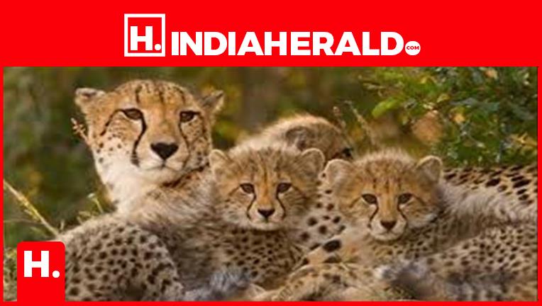 Health of cheetahs in Kuno National Park deteriorated...
