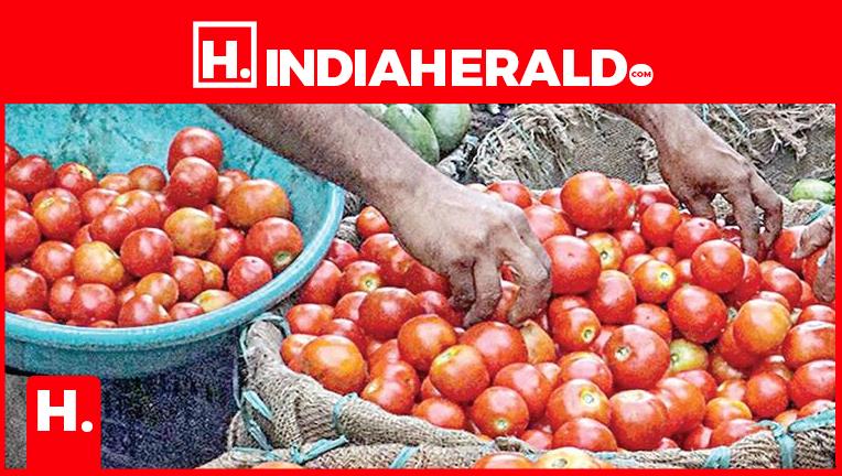 How Tomatoes Came to India ? The Origin Story