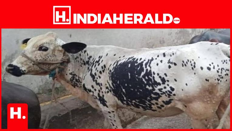 Lumpy virus skin disease causes and Prevention...