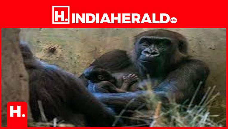 MALE Gorilla Gave Birth to Cub.? Zoo staffs shocked.