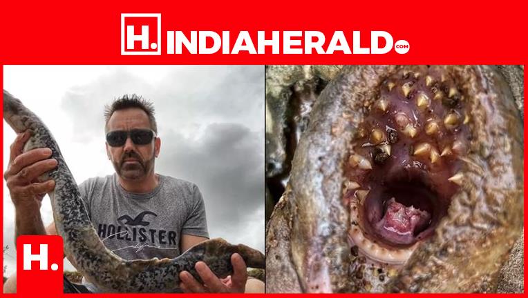 Man discovers terrifying metre-long ‘vampire fish’ in river