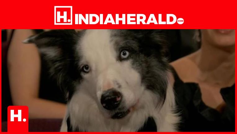 Messi, The Dog From Anatomy Of A Fall, Attends Oscars 2024