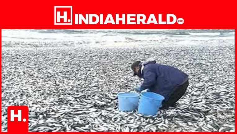 Millions of dead fish floating on the Japanese beach.. ? Wh