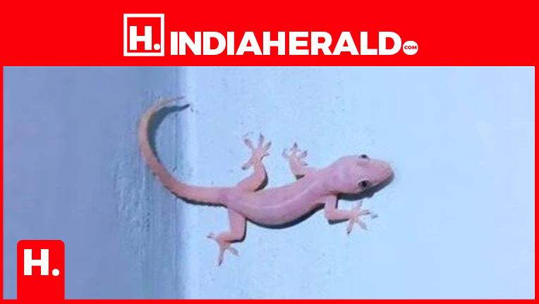 Simple tricks to keep them out naturally - No More Lizards