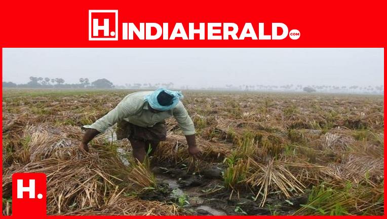 Stagnant rainwater.. Rotten paddy crops .. Nagapattinam far