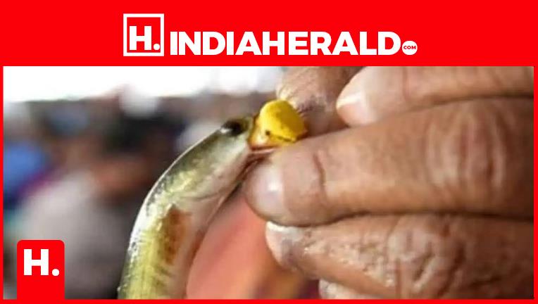 Telangana Hyderabad - Fish prasadam distribution to begin o