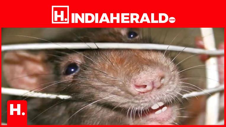 Telangana Hyderabad - Patient injured as rats unleash attac