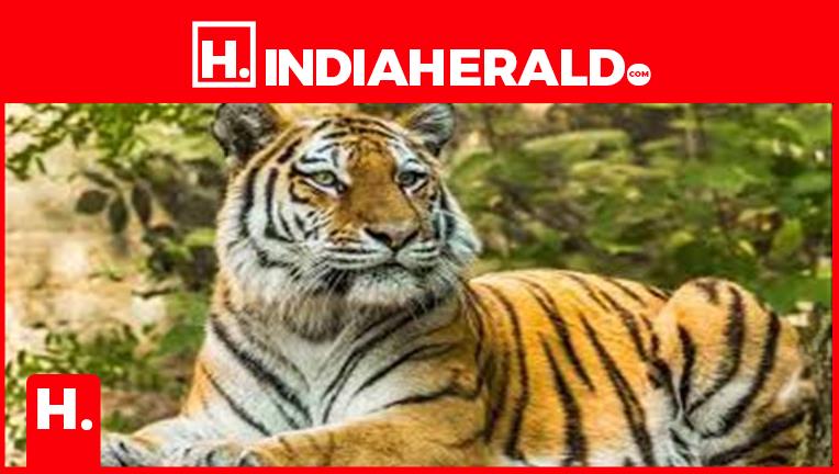 Tiger Deaths- 24 died in 39 days...