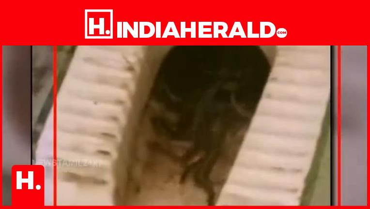 VIDEO - SNAKES in Indian Toilet at a Famous College in Tami