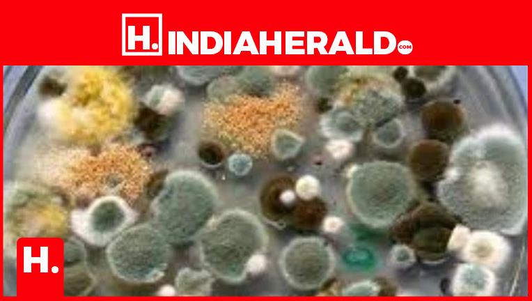 What is Aspergillus? The deadly fungus that can eat humans