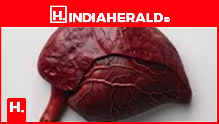 What Is Liver Frailty And Its Lifespan?