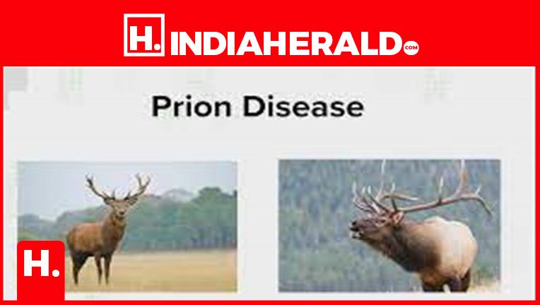 What is Prion? Can the dangerous zombie deer disease spread
