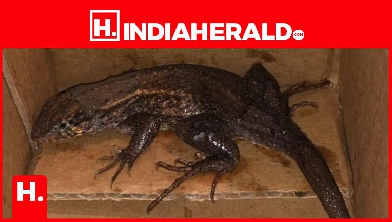 Woman shocked to find giant lizard in Amazon package instea