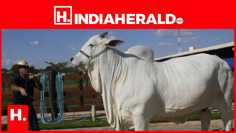 World s Most Expensive Cow which was Sold for 40 Crores is