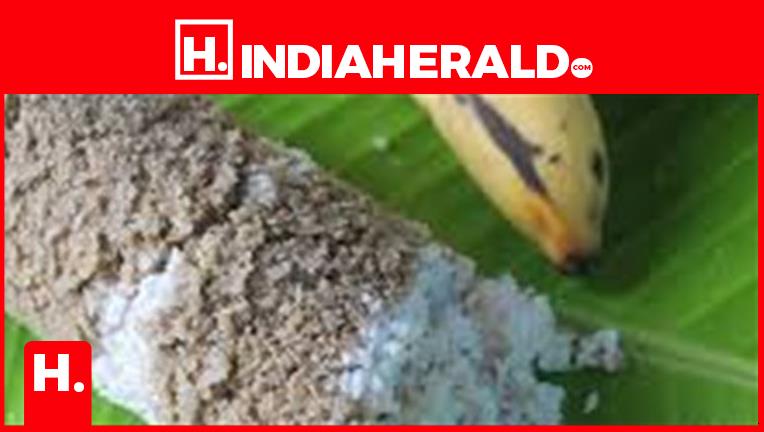 Kambu Puttu Recipe And Health Advantages