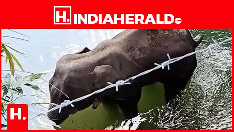 Ninety-three elephants died in 2018-19, worst year in eleph